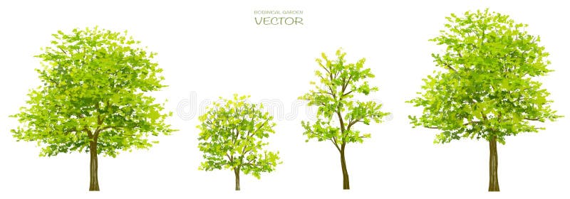 Vector Watercolor Tree or Forest Side View Isolated on White Background ...