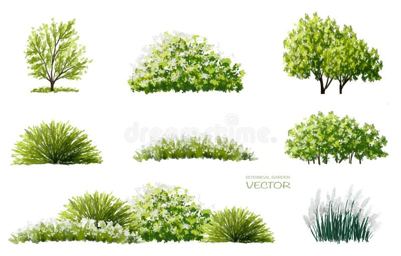 Vector Watercolor of Tree Side View Isolated on White Background for ...