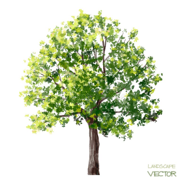 Vector Watercolor of Tree Side View Isolated on White Background for ...