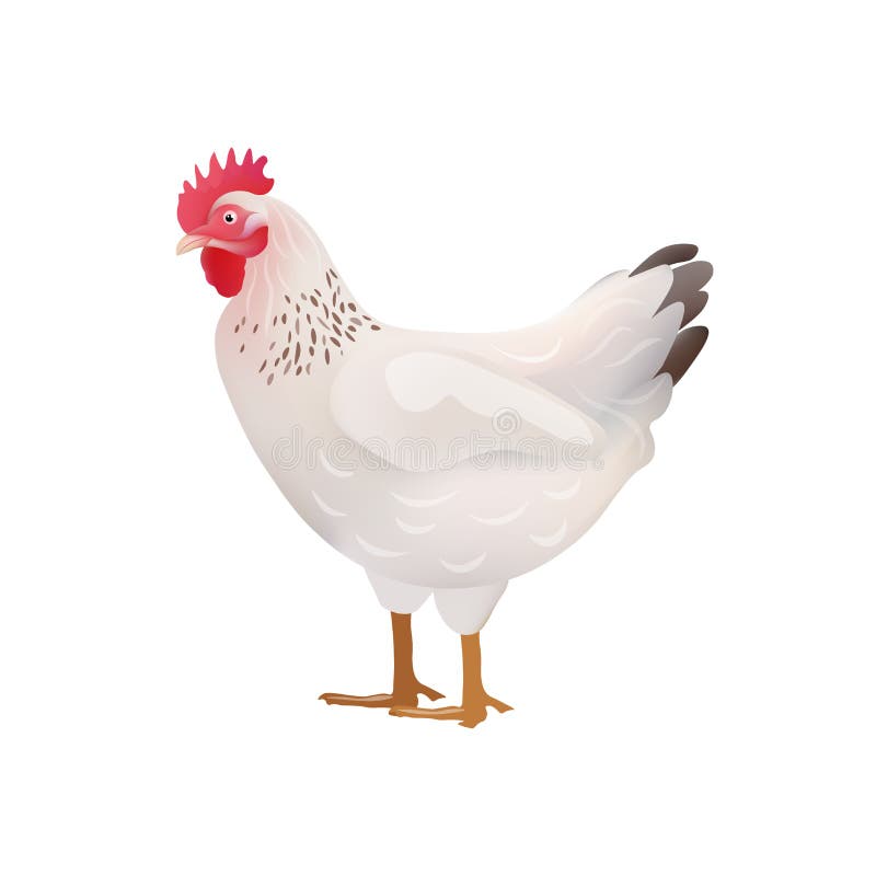 Realistic Rooster and Hen Picture. Vector Illustration or Icon Stock ...