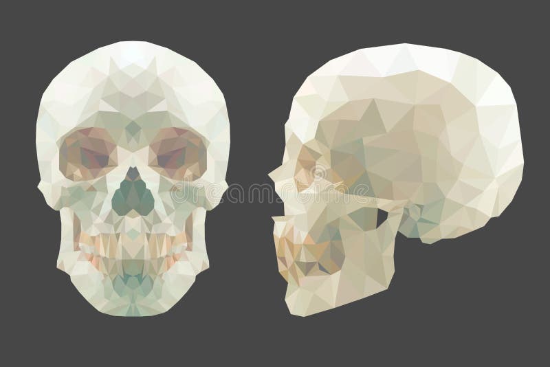 Vector White Low-poly Skull on White Background Stock Vector ...