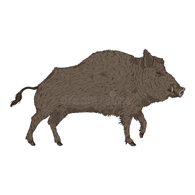 Vector Wild Boar Cartoon Illustration on White Background Stock Vector ...