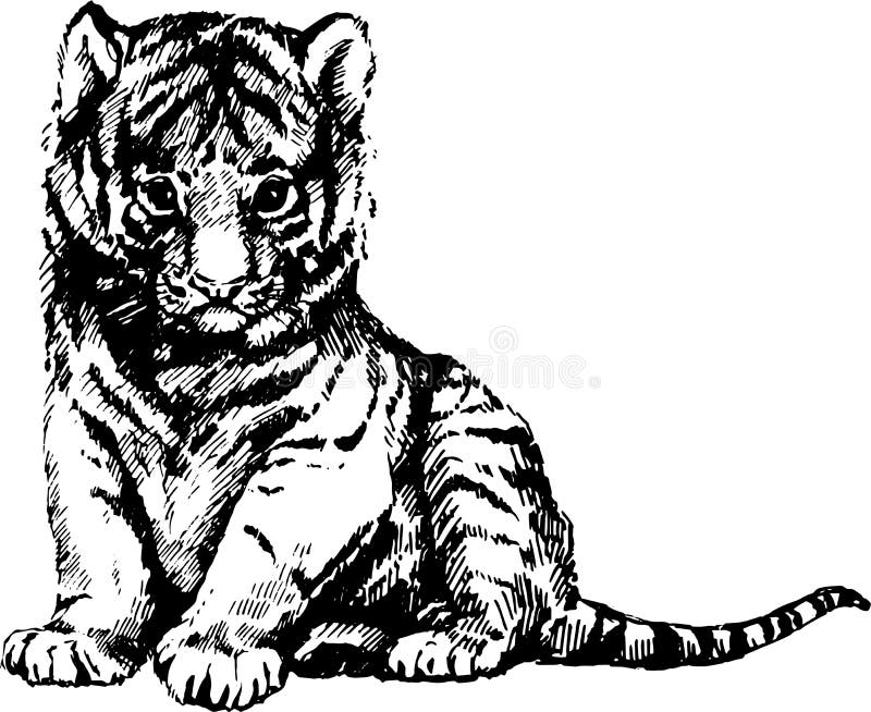Vector Wild Cats Illustration Kitten Tiger Cub Stock Vector ...