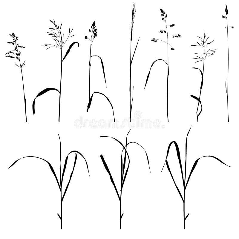 Vector Wild Plants Silhouettes Stock Vector - Illustration of garden ...