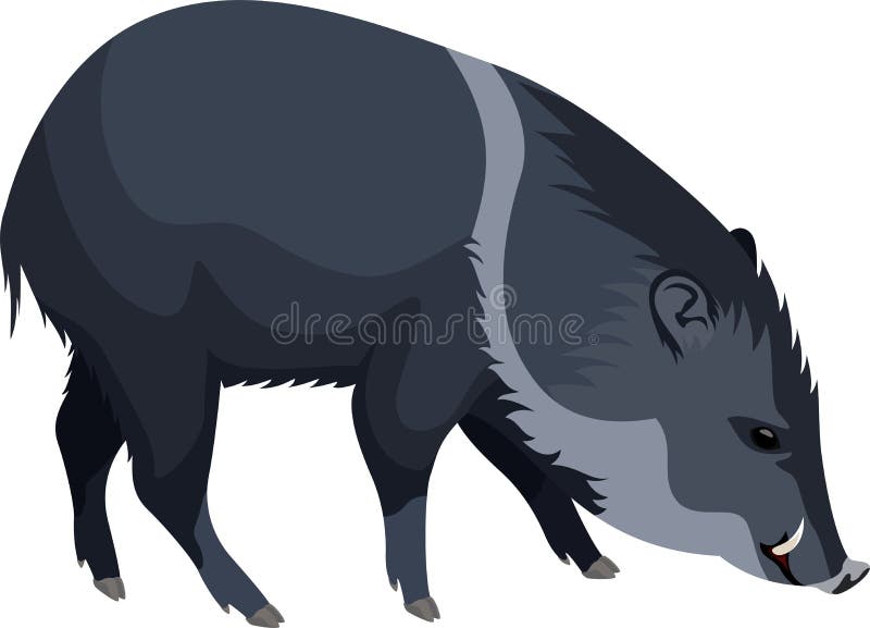 Peccary Illustration Stock Illustrations – 86 Peccary Illustration ...