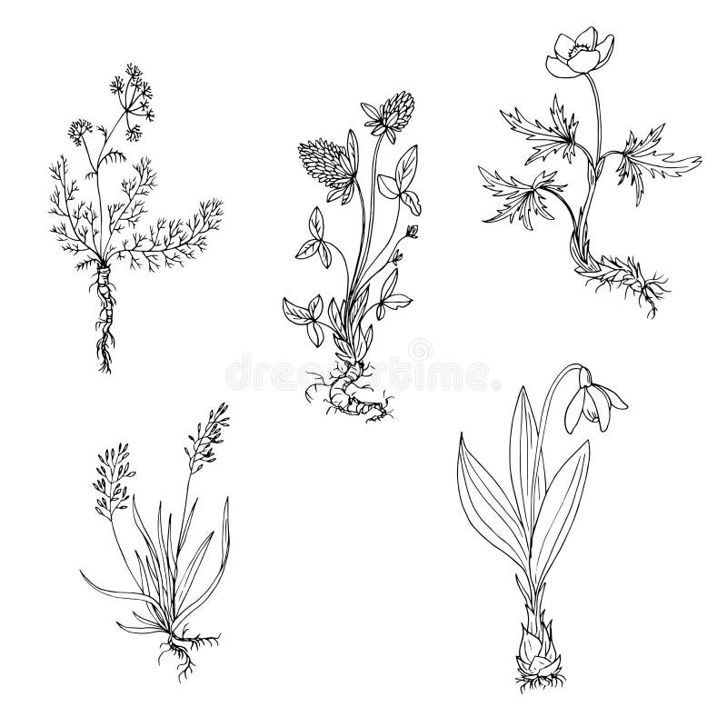 Weed Roots Stock Illustrations – 131 Weed Roots Stock Illustrations ...