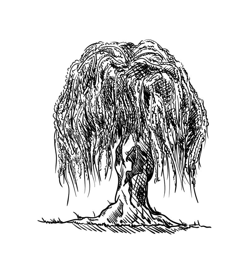 Willow tree draw stock vector. Illustration of flora - 114693609