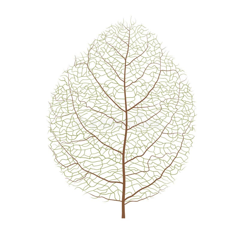 Leaf Veins Vector Stock Illustrations – 5,966 Leaf Veins Vector Stock ...