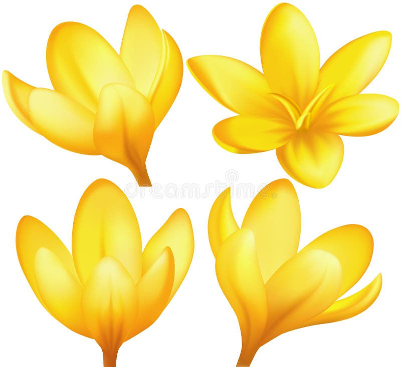 Yellow crocus stock vector. Illustration of floral, isolated - 29076072
