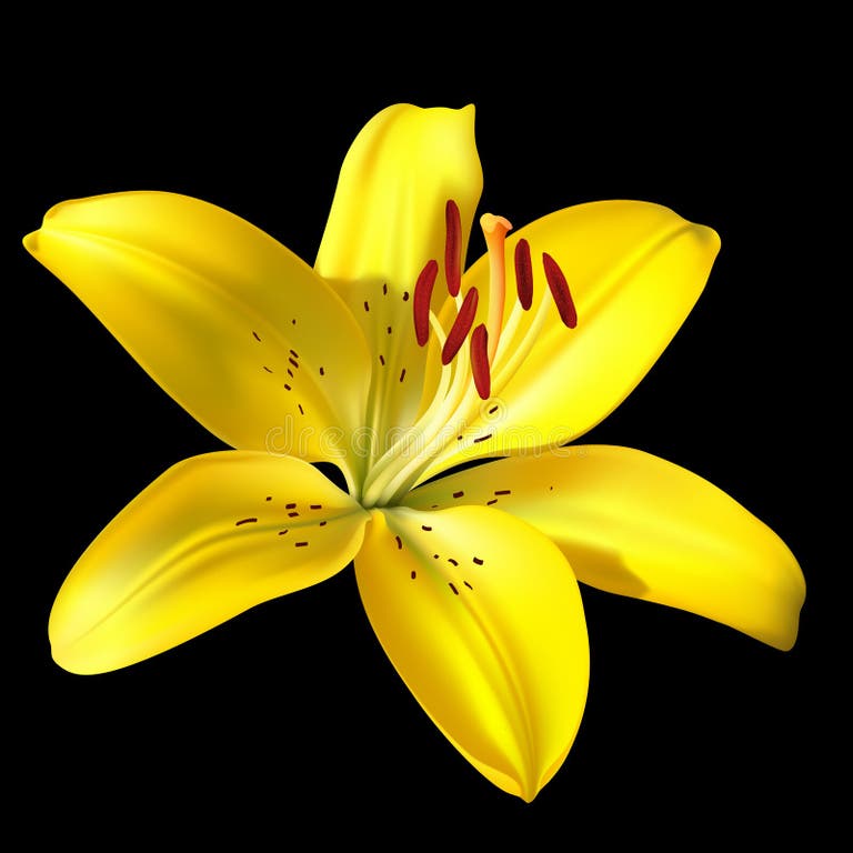 Yellow Lily Stock Illustrations – 26,532 Yellow Lily Stock ...