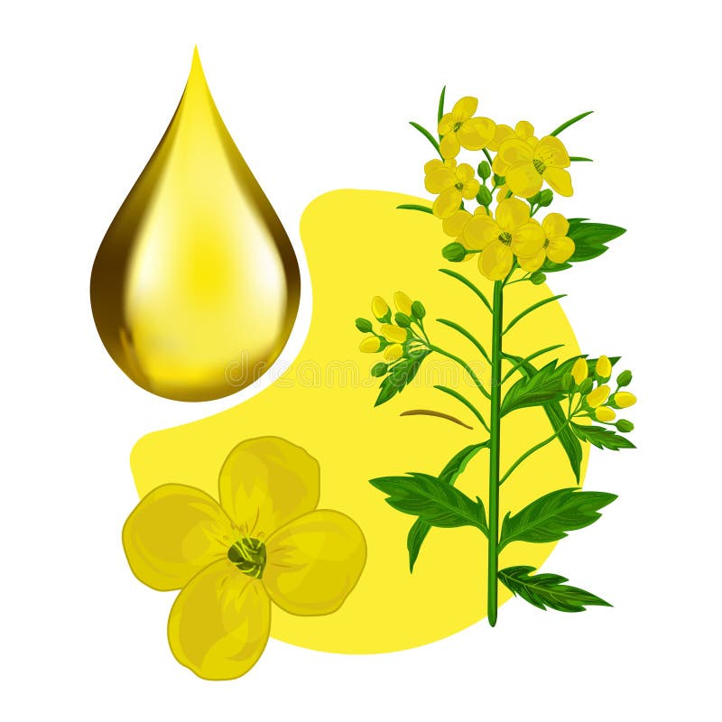 Mustard Flower Clipart