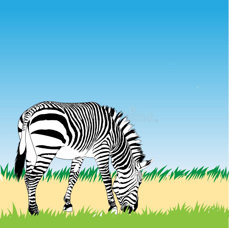 Vector zebra illustration stock vector. Illustration of grass - 64974165