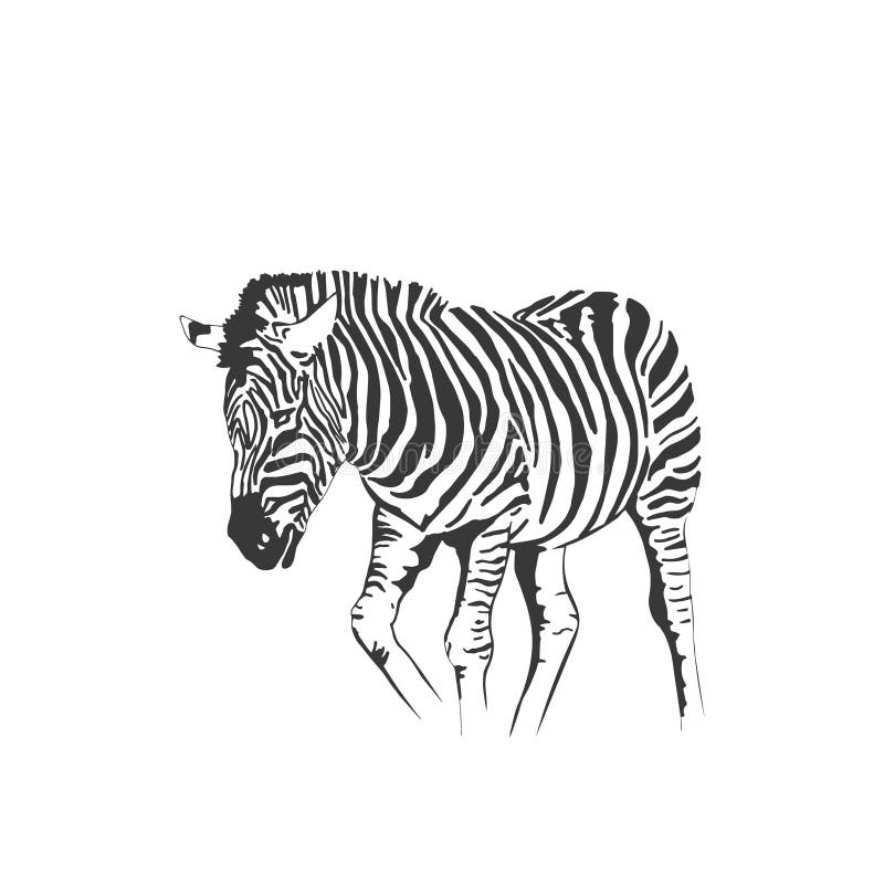 Vector Zebra Standing Isolated on White Background, Graphical Sketch ...