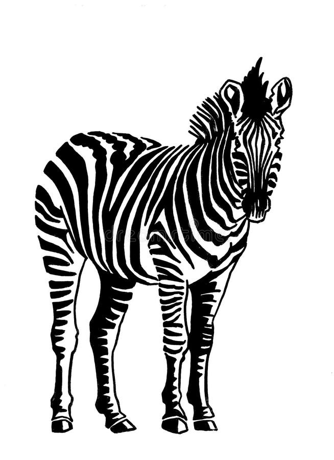 Vector Zebra Standing Isolated on White Background,graphical Sketch ...
