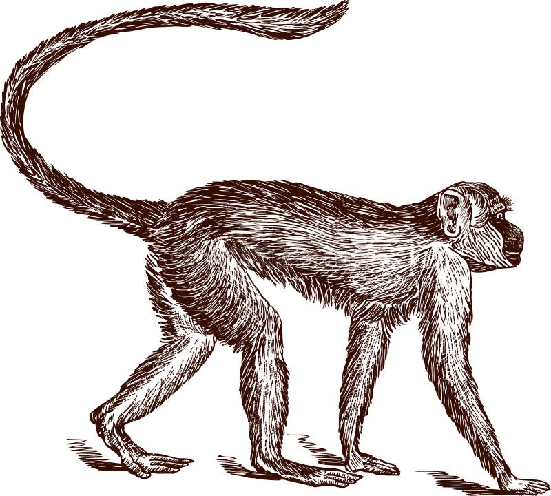 Die Vektorhand, Die Gezeichnet Wird, Skizzieren Vom Affen, Der Auf ...