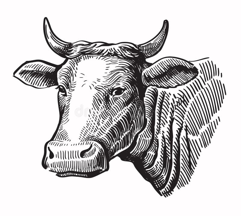 Vector zwarte koe vector illustratie. Illustration of land - 73038367