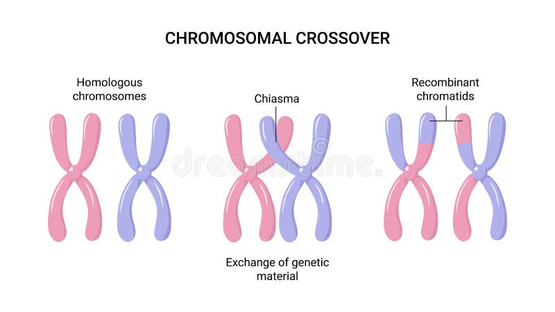 Chromosomale Crossover Homologe Chromosomen Voor Moeder En Moeder