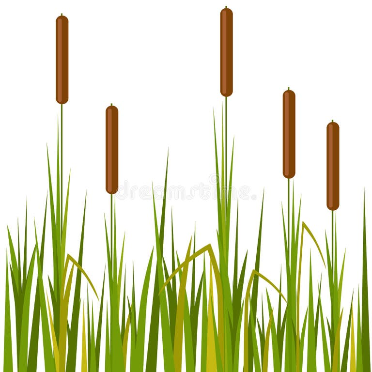 Vectorgeïsoleerd, Mooi Riet. Vector Illustratie - Illustration of ...