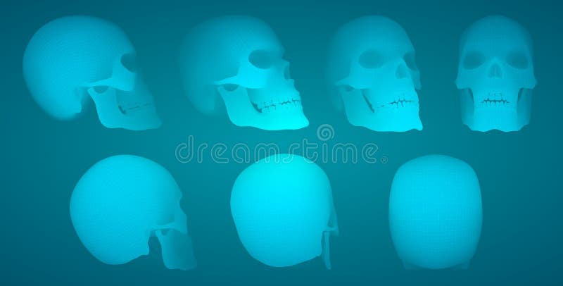 Vectorial Set of Human Skulls Stock Vector - Illustration of human ...