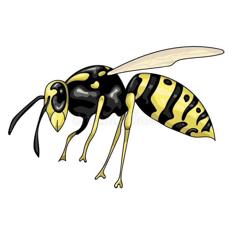 Wesp Stock Illustrations, Vectors, & Clipart – (10,356 Stock Illustrations)