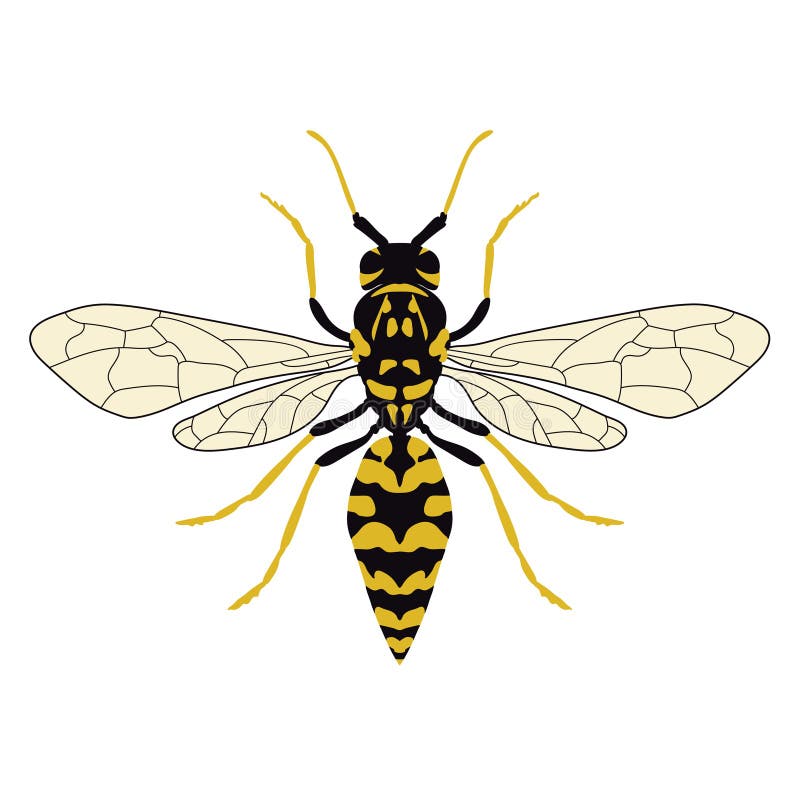 Vectorillustratie Van Een Wesp Hoogste Mening Stock Illustratie ...