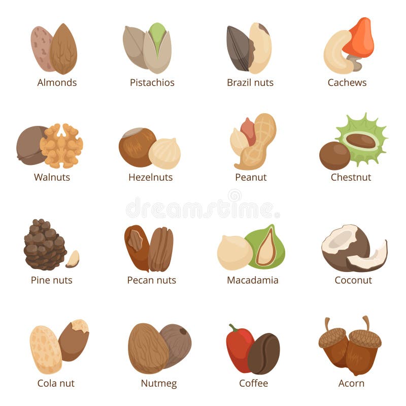 Vectorillustratie Van Verschillende Noten Vastgestelde De Vector ...