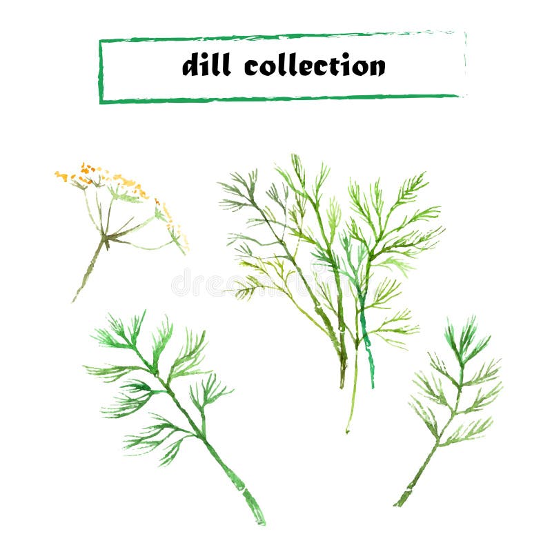 Vector Van Een Venkel Op Witte Achtergrond Wordt Geïsoleerd Die Stock ...