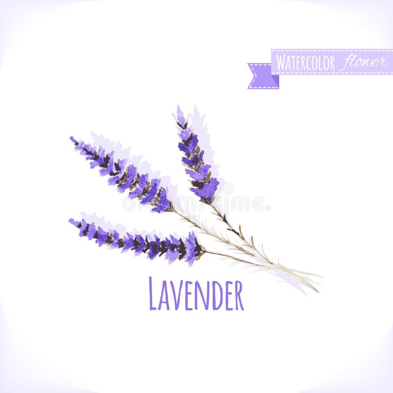 Bos van lavendel vector illustratie. Illustration of flora - 79789853