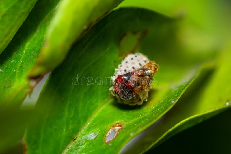 Vedalia Beetle Emerging from Pupa, Novius Cardinalis, Rodolia ...