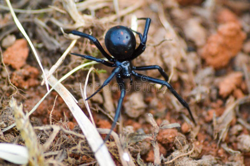 Vedova nera fotografia stock. Immagine di veleno, nave - 65558510