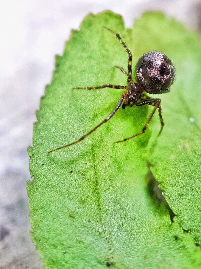Ragno della vedova nera fotografia stock. Immagine di attivo - 90174160
