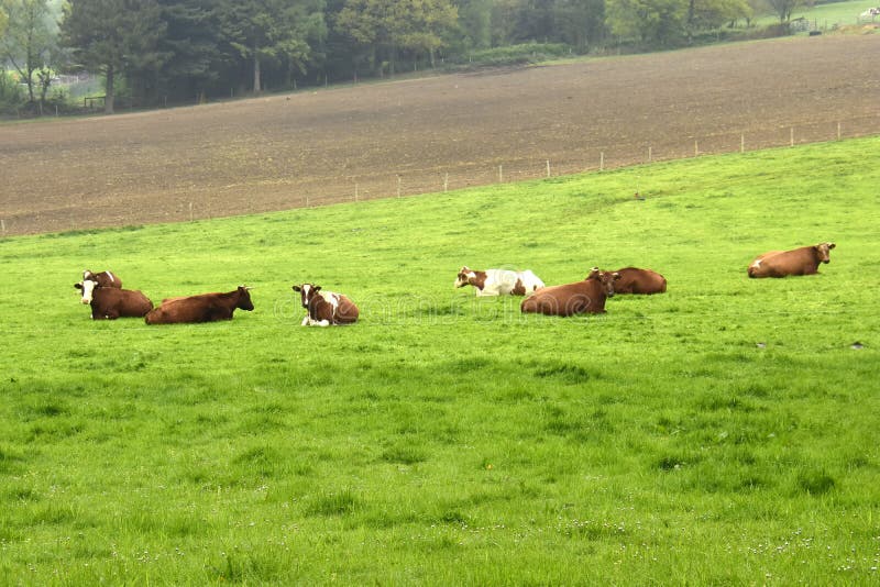 Vee stock afbeelding. Image of zuivelfabriek, dier, herkauwer - 102592079