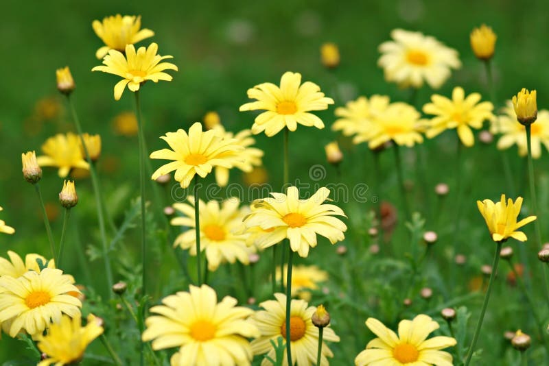 Veel gele margrieten stock foto. Image of bloem, gevoelig - 2729724