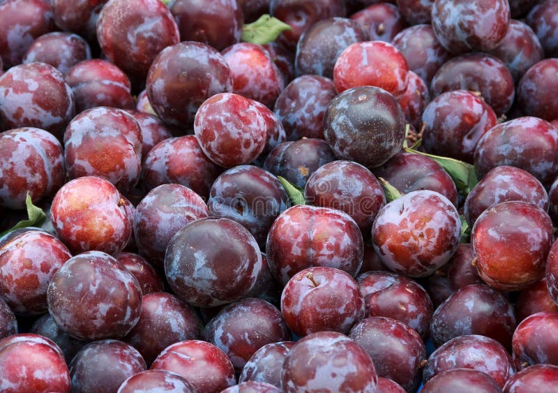 Veel Rode Pruimen in De Doos, Achtergrond Oogst Rood Pruimen Op De ...