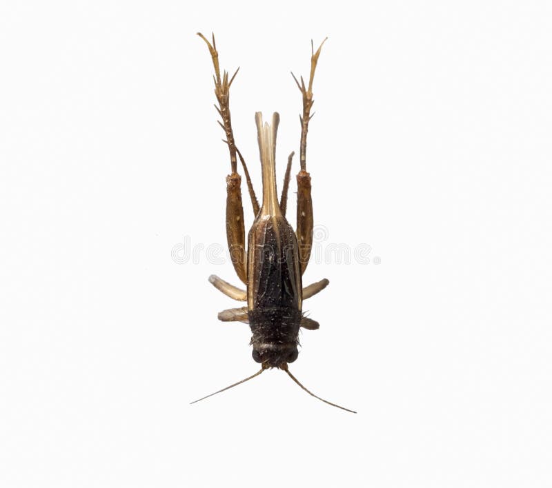 Veenmol Bruin Insect Klein Op Witte Achtergrond Stock Foto - Image of ...