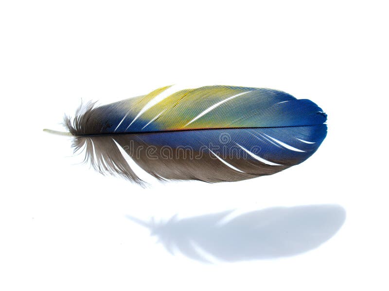 Veer stock foto. Image of geïsoleerd, begrip, sluit, vogel - 14795920