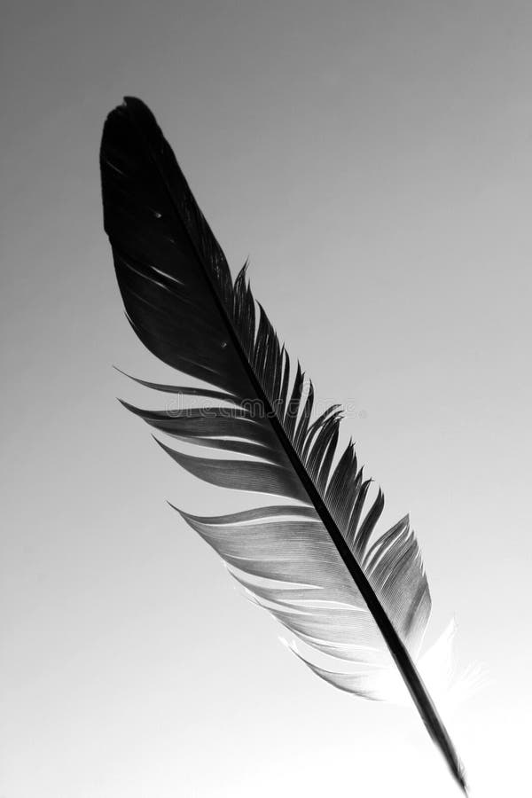 Veer stock foto. Image of vogel, licht, veer, één, zacht - 551884