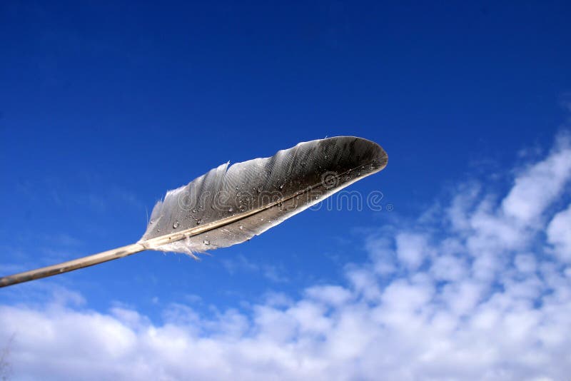 Veer stock foto. Image of wolken, blauw, veren, zwart, druppeltje - 889074