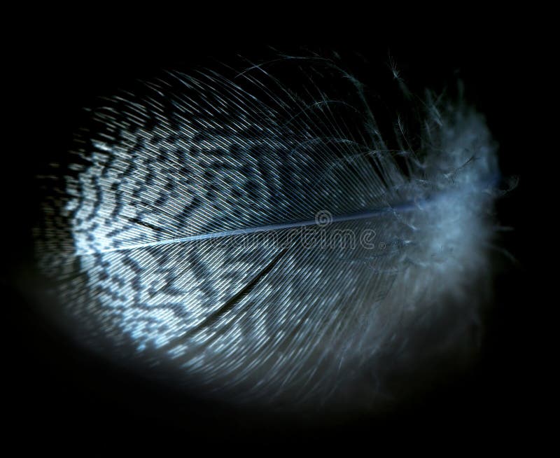 Veer Zwarte Pictogrammen De Tekening Van De Penveer, Veervogel, De Veer ...