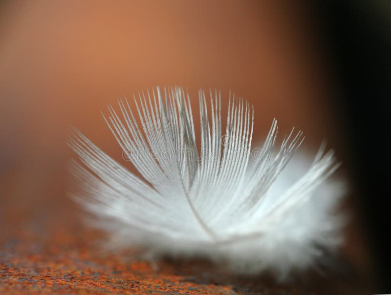 Witte veerachtergrond stock afbeelding. Image of pluim - 4097185