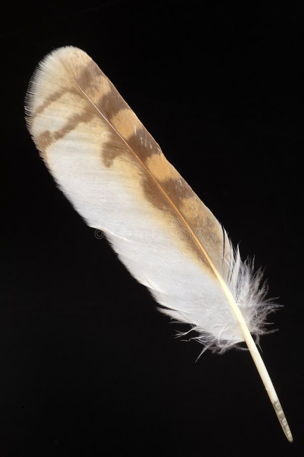 Veer Van Uil Met Korte Oren Stock Foto - Image of wild, dier: 53295178