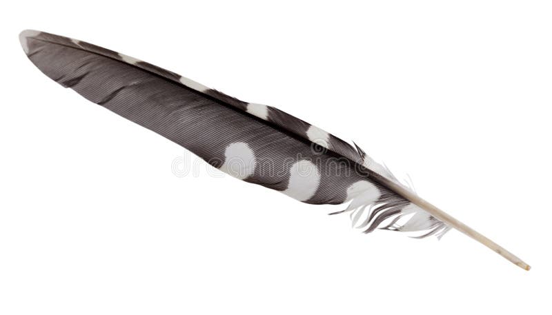 De Veren Van De Uil En Van De Buizerd Stock Afbeelding - Image of veer ...