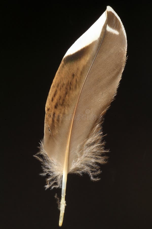 Veer van Wilde eend stock foto. Image of mallard, veer - 53038176
