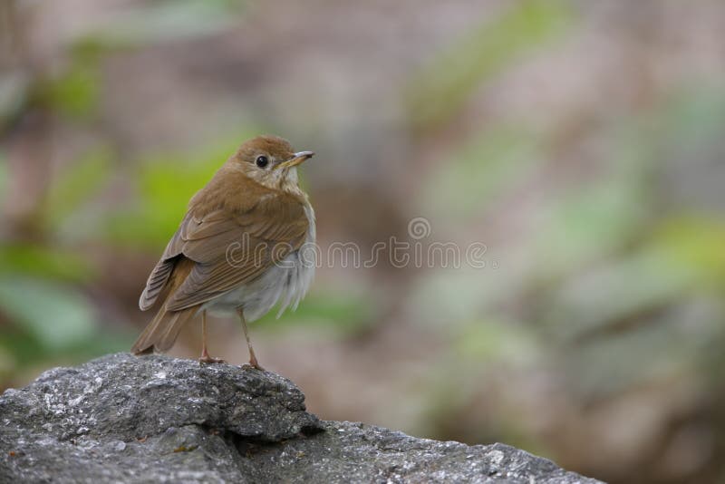 Veery (Catharus Fuscescens Fulginosa) Stock Image - Image of veery ...