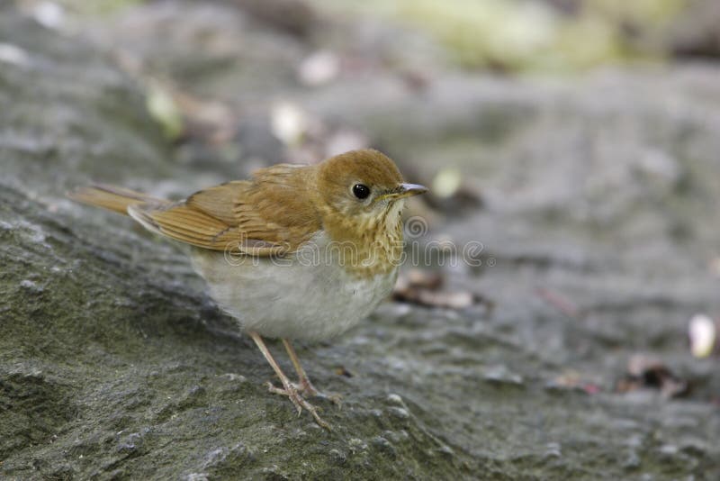 Veery (Catharus Fuscescens Fulginosa) Stock Photo - Image of wings ...