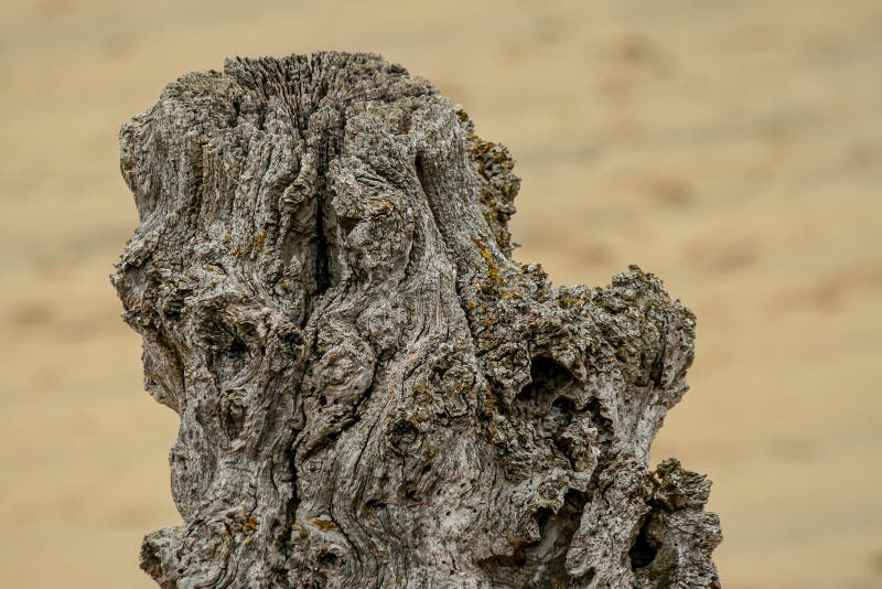 Very Old Wrinkly Dry Timber Post Stock Image - Image of post, rock ...