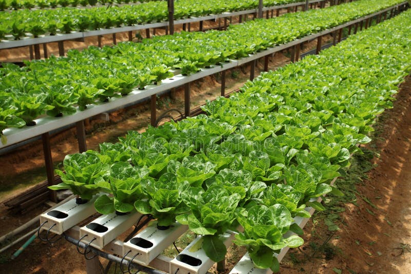 Highland Vegetable Farm stock photo. Image of carrot, nursery - 4673288