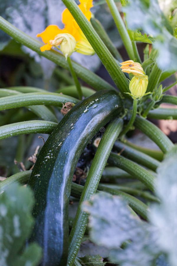 Vegatable garden stock photo. Image of urban, food, vegetabilis - 44210314