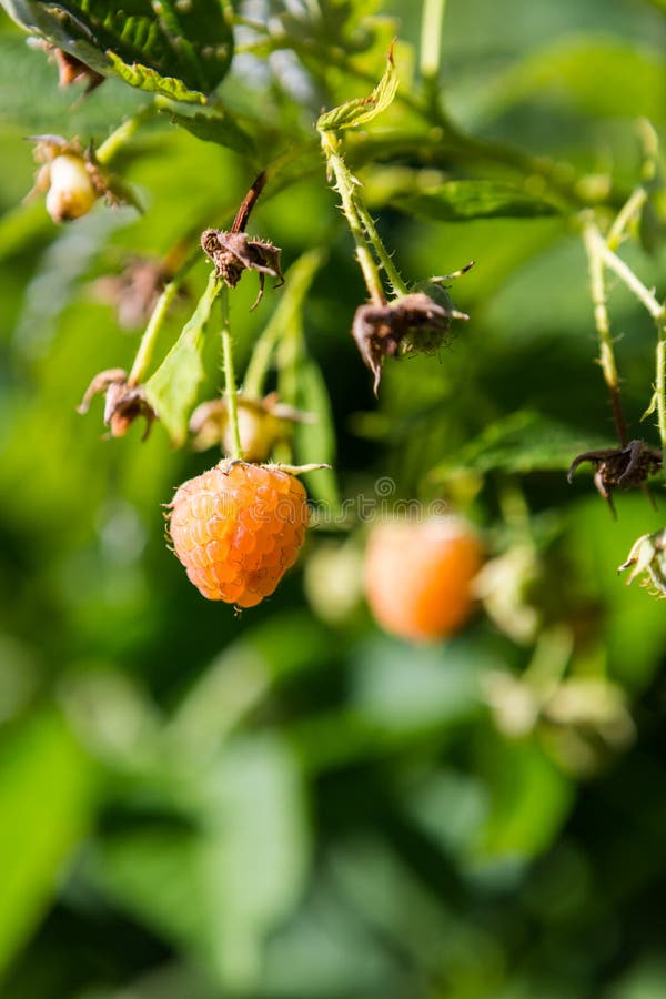 Vegatable garden stock image. Image of city, agriculture - 44210479