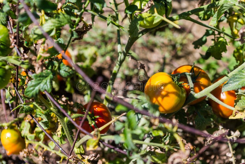 Vegatable garden stock image. Image of backyard, neighborhood - 44210553